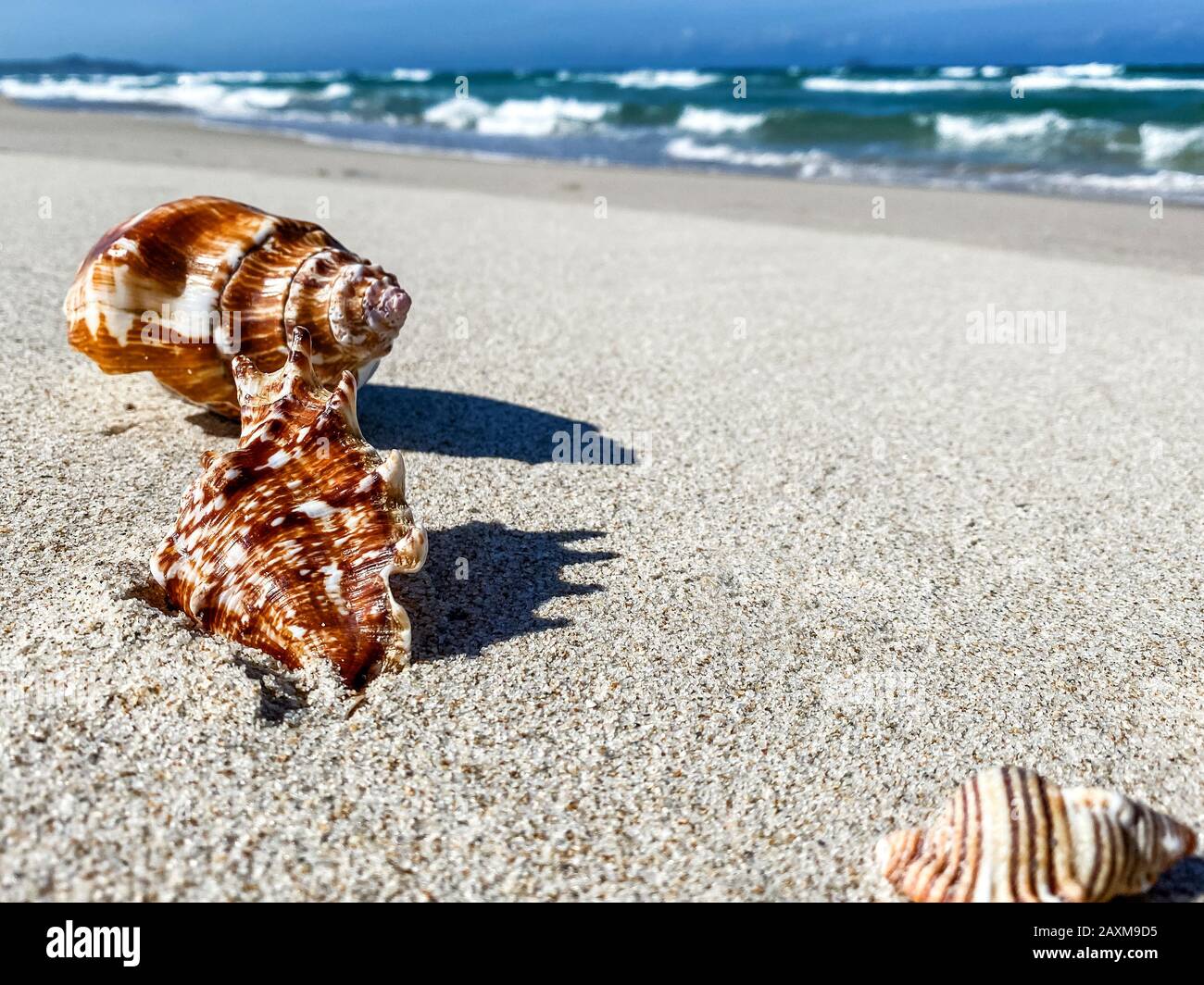 Tropical beach with shells in the foreground on the sand and blurry sea ...