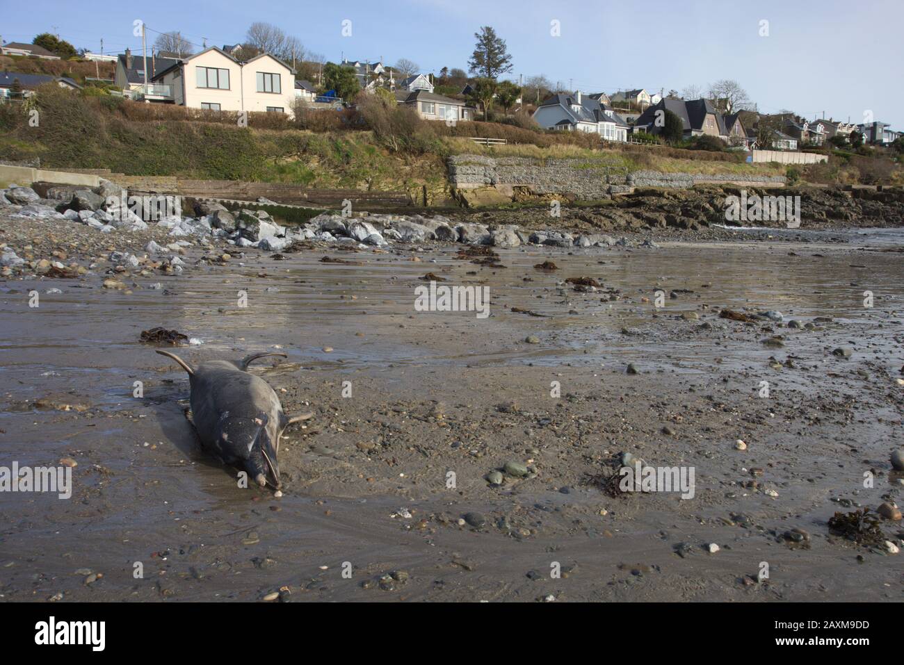 A common dolphin Delphinus delphis washes up on a Cork beach in Ireland ...