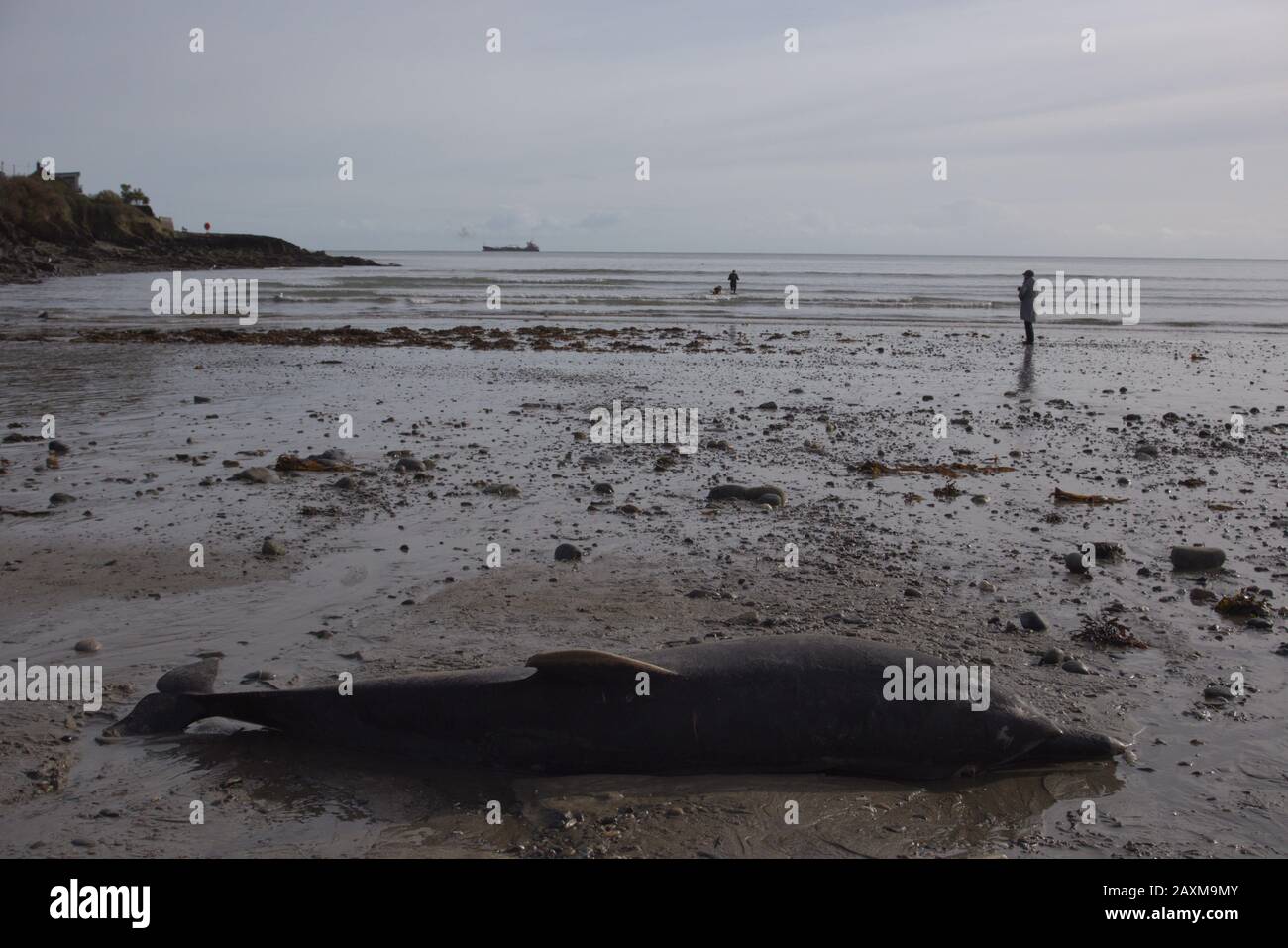 A common dolphin Delphinus delphis washes up on a Cork beach in Ireland ...