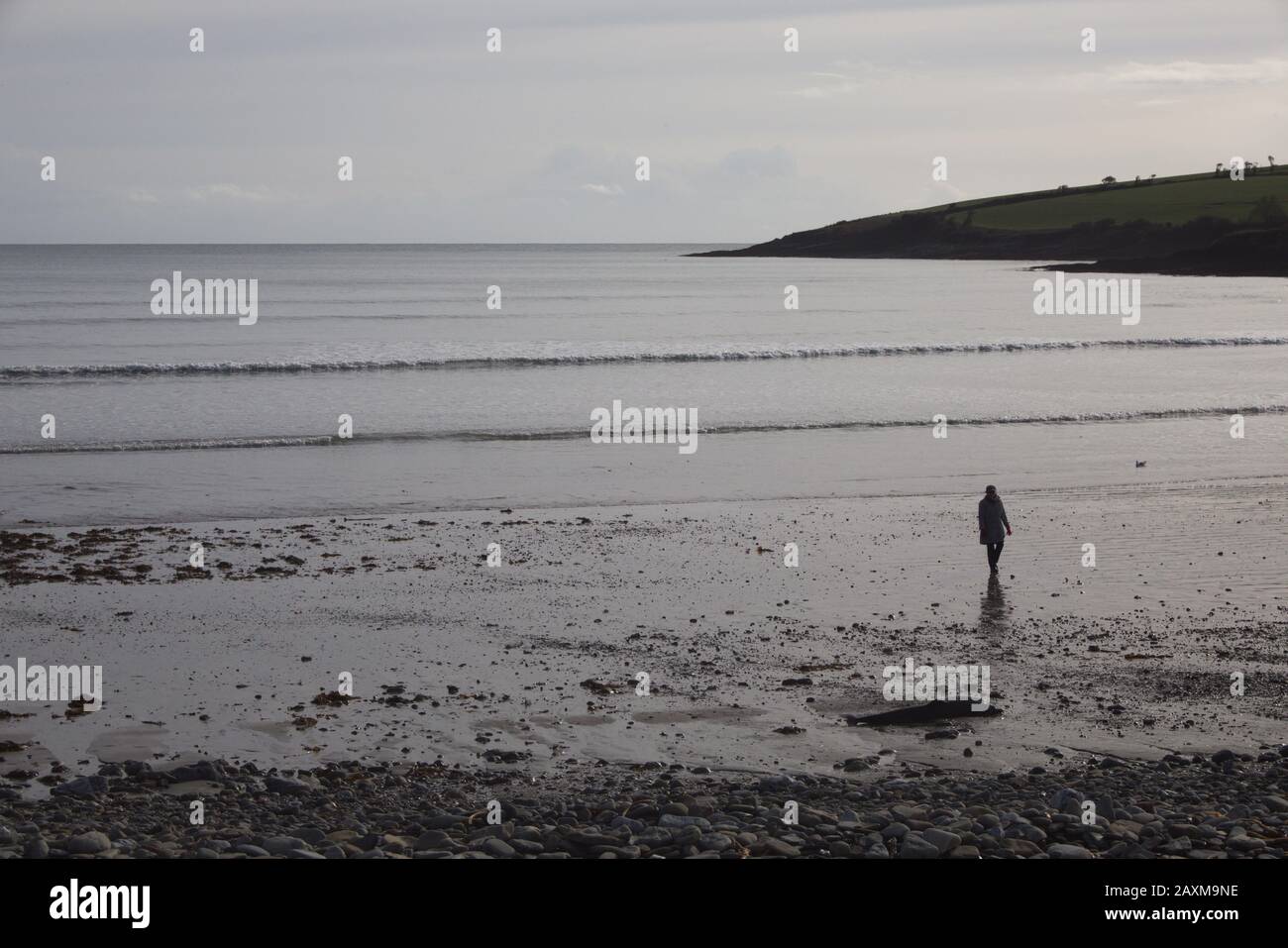 A common dolphin Delphinus delphis washes up on a Cork beach in Ireland ...