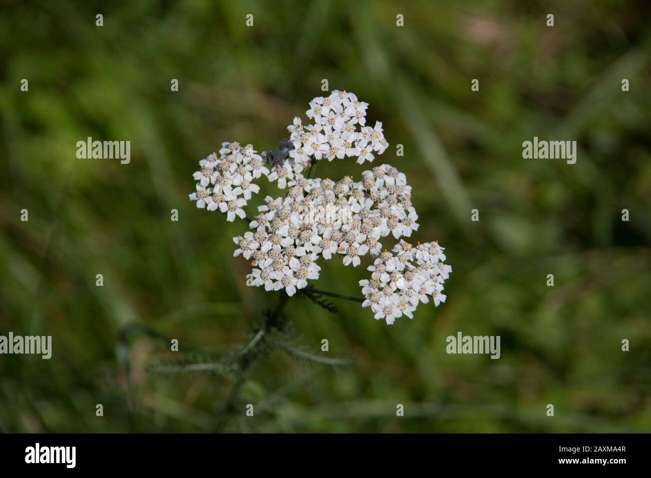 Yarrow with stems and white flowers in the meadow Stock Photo - Alamy