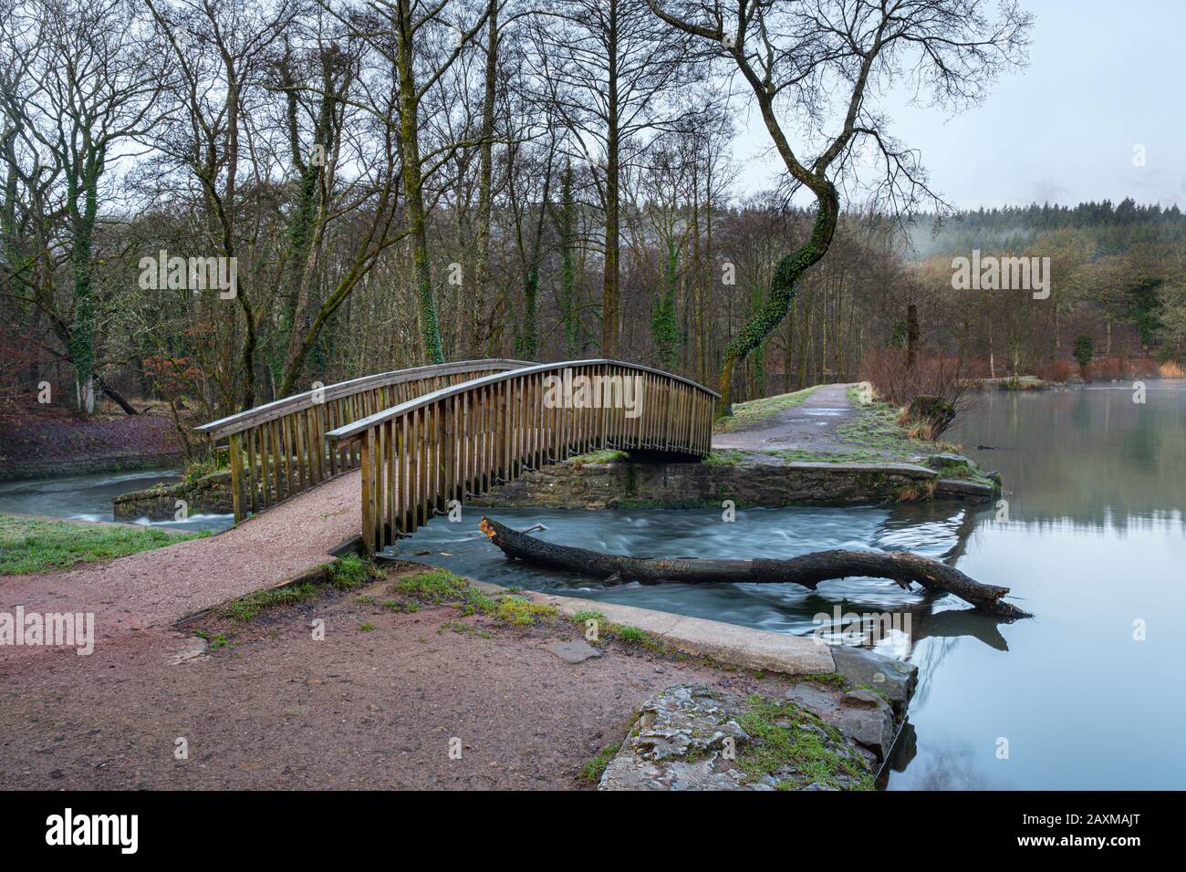 Cannop ponds, gloucestershire hi-res stock photography and images - Alamy