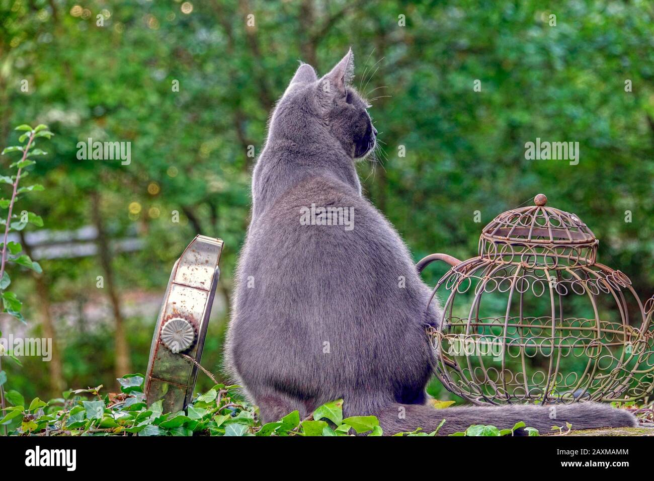 Grey tomcat in the garden Stock Photo - Alamy