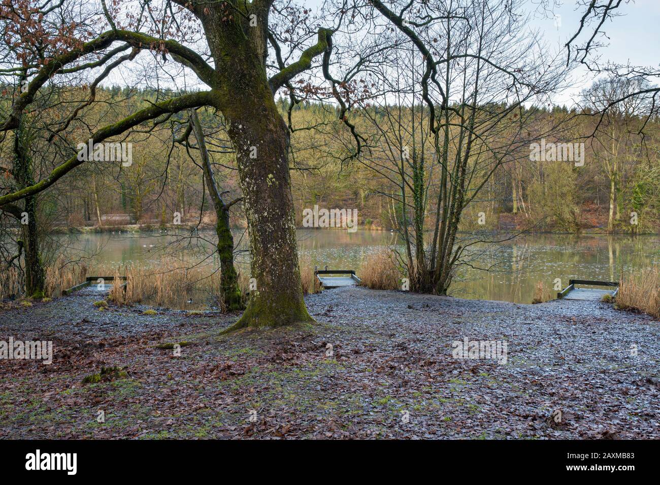 Cannop ponds in the Forest of Dean, Gloucestershire Stock Photo - Alamy