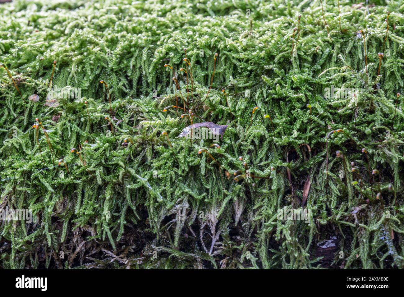 green moss on dead wood trunk Stock Photo - Alamy