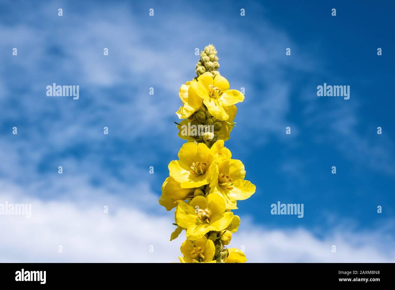 Large yellow flowers hi-res stock photography and images - Alamy