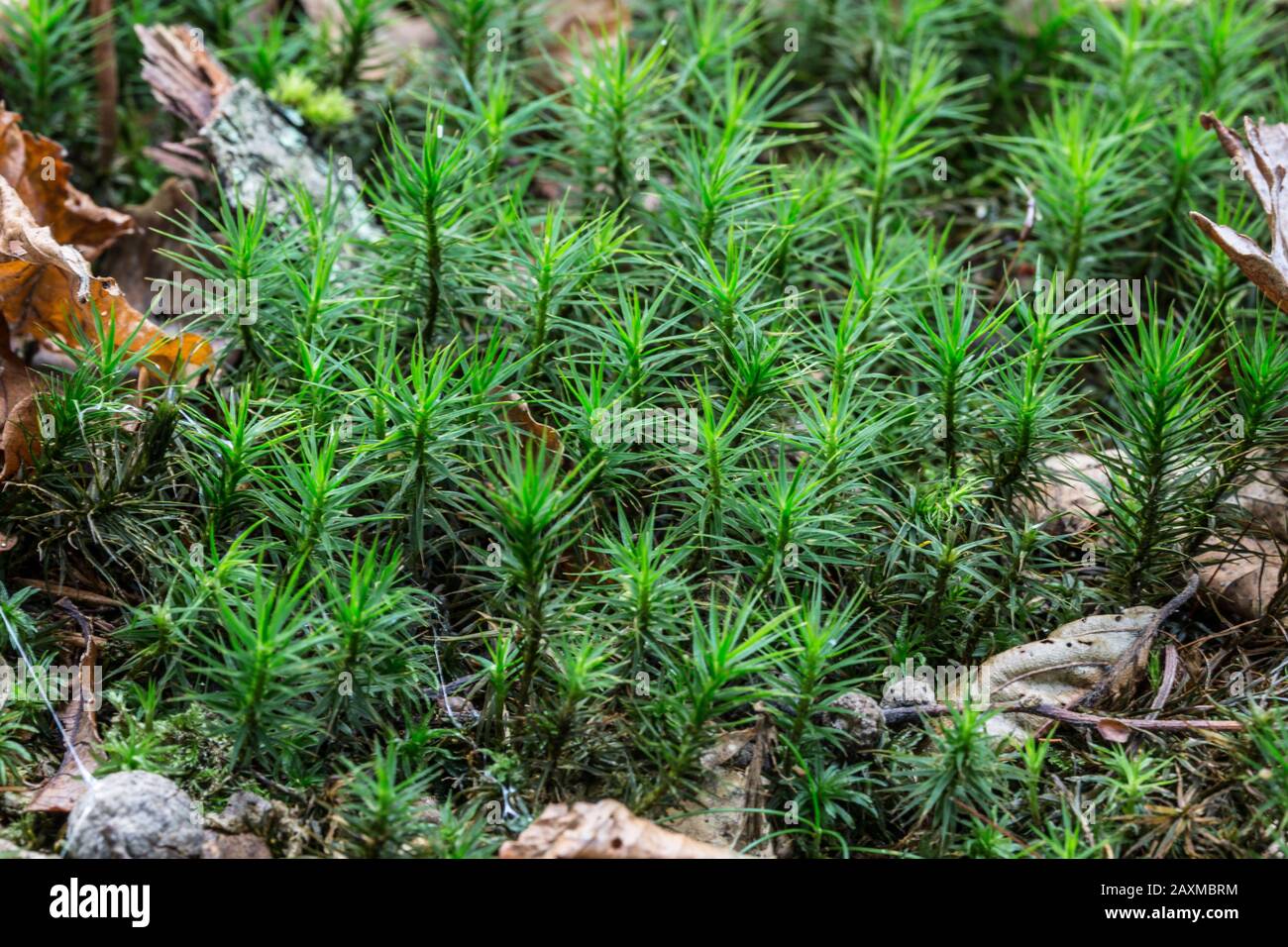 Moss on dead wood hi-res stock photography and images - Alamy