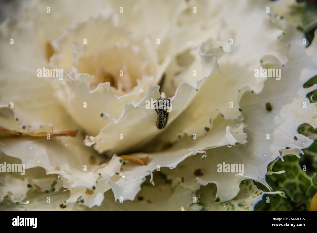 Cabbage white cabbage eats leaves Stock Photo - Alamy