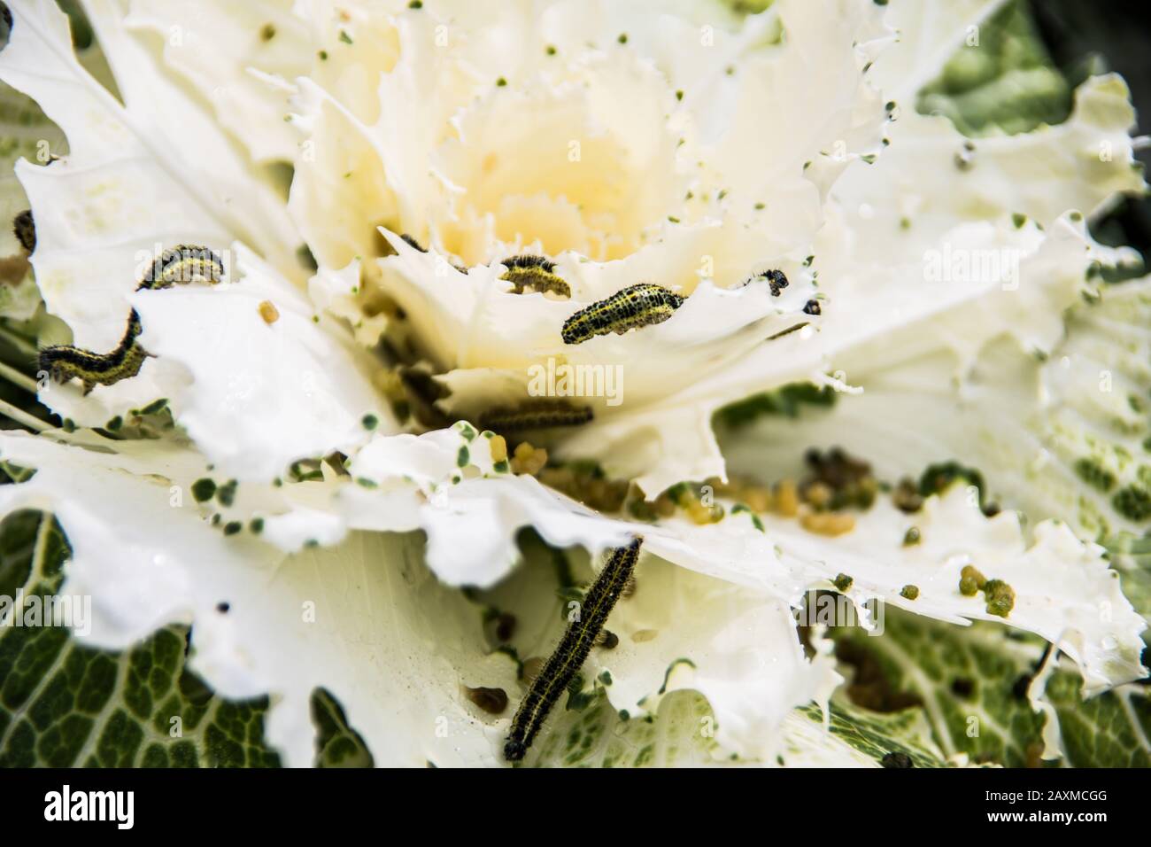 Cabbage white cabbage eats leaves Stock Photo - Alamy