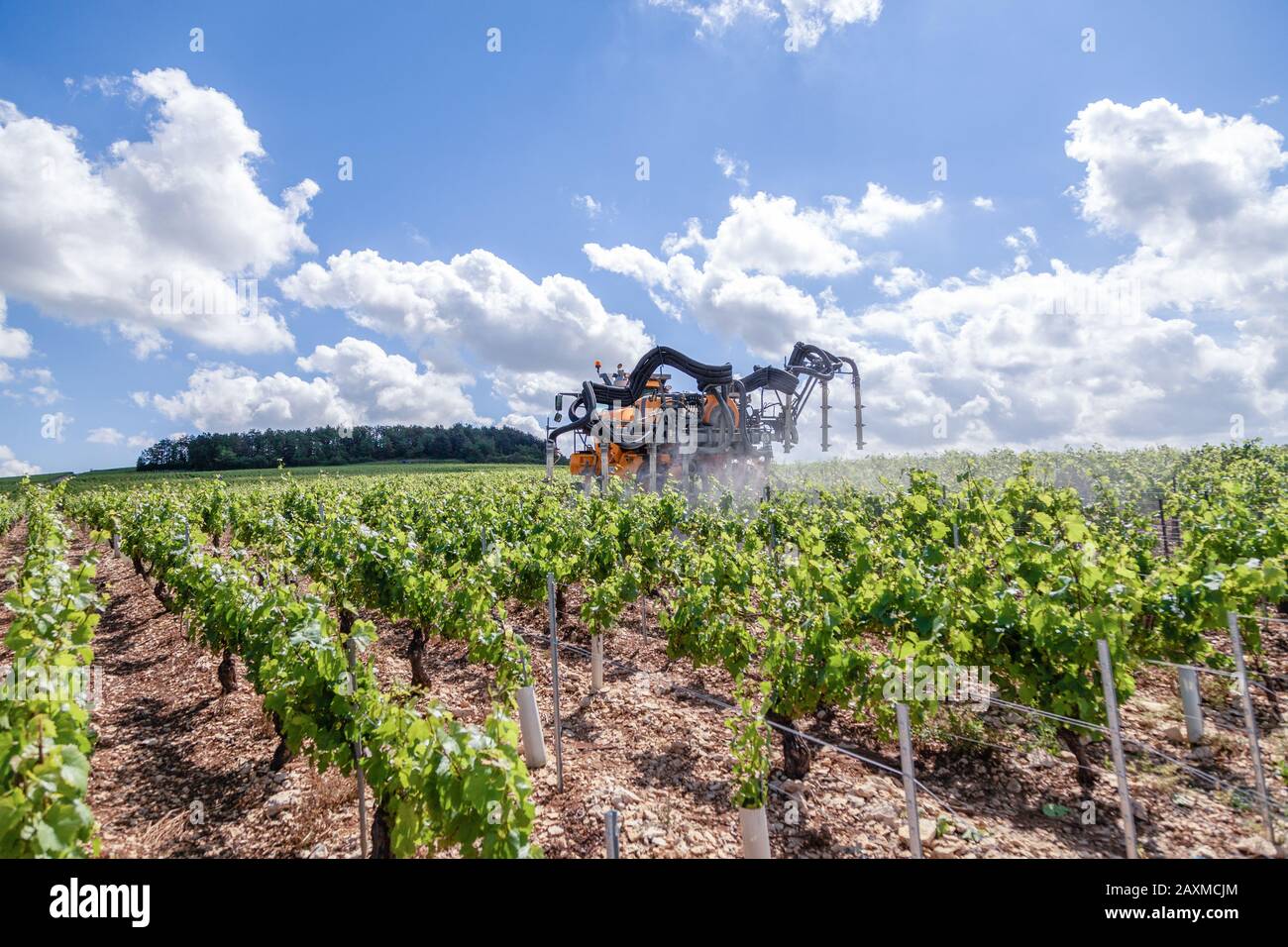 France Chablis 2019-06-21 Orange tractor spraying vineyard rows with ...