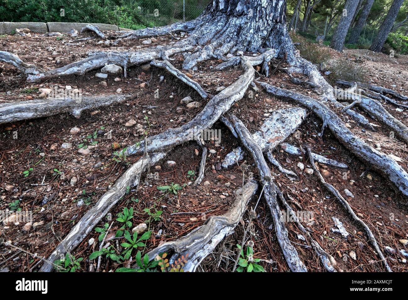 Aerial roots of pine trees in Cap Formentor, Majorca, Balearic Islands ...