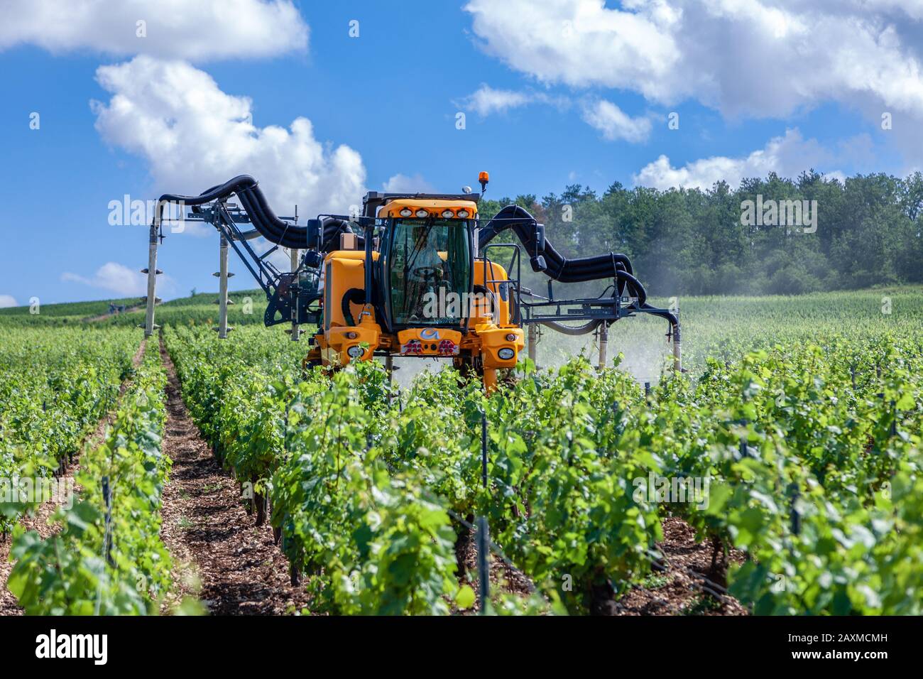 France Chablis 2019-06-21 Orange tractor spraying vineyard rows with ...