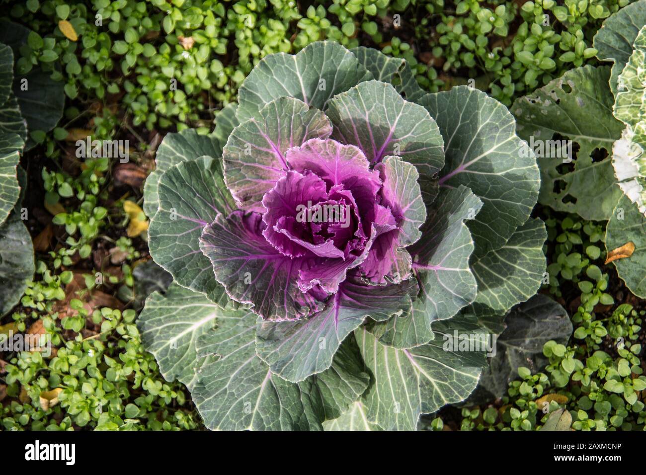 Cabbage white cabbage eats leaves Stock Photo - Alamy