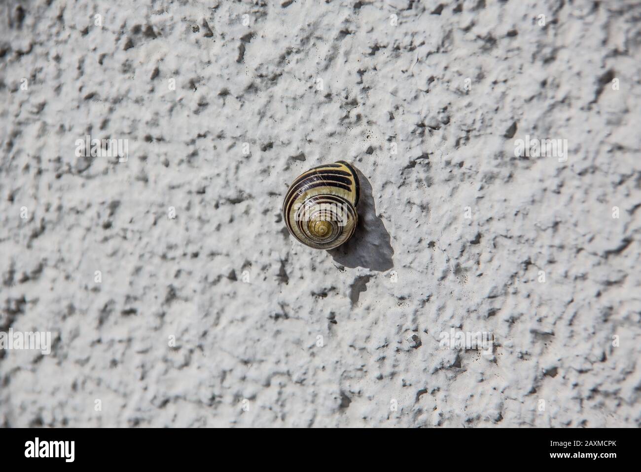 Grove snail sticks to white house wall Stock Photo - Alamy