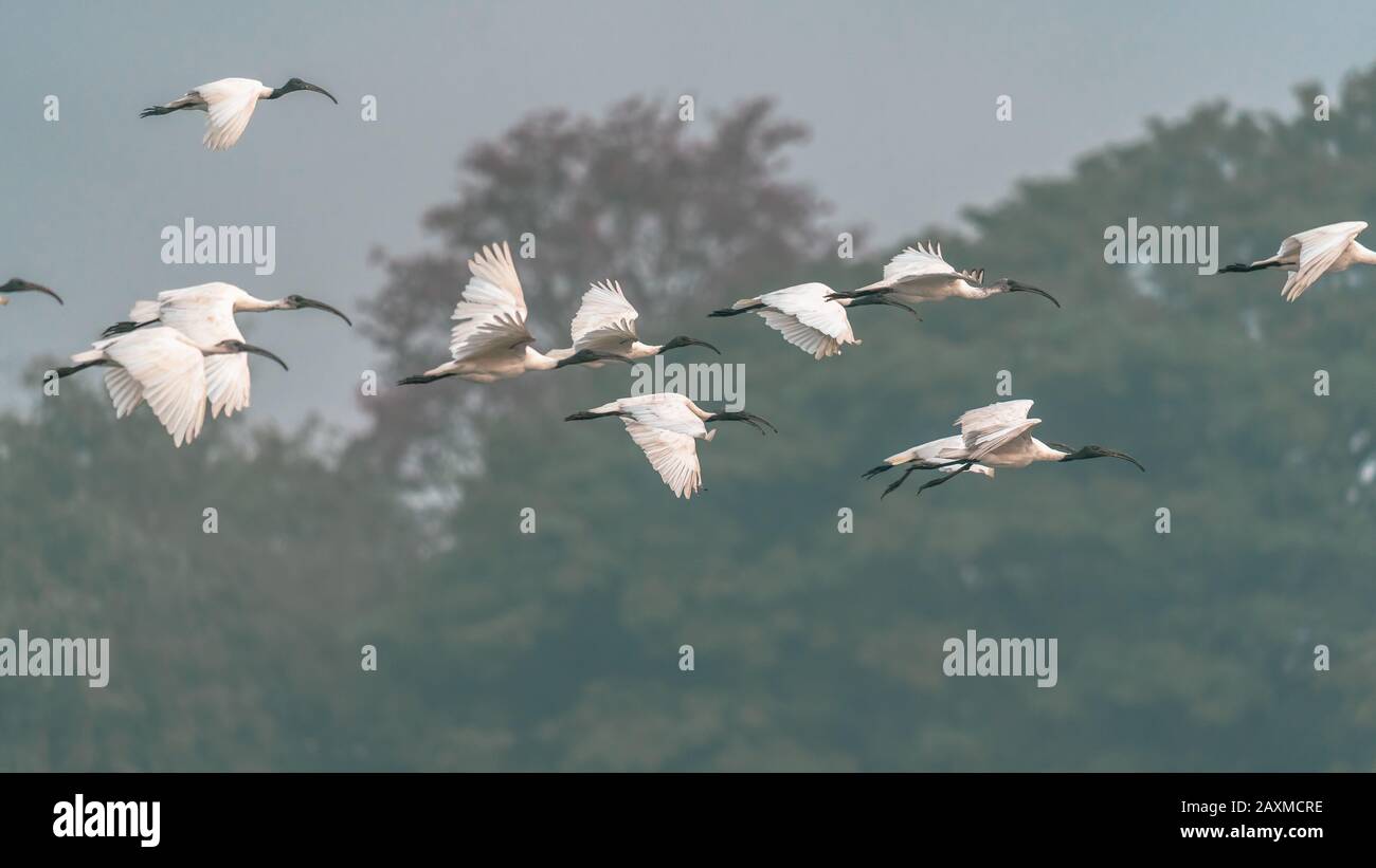 flock of sacred blackheaded ibis threskiornis melanocephalus in flight ...