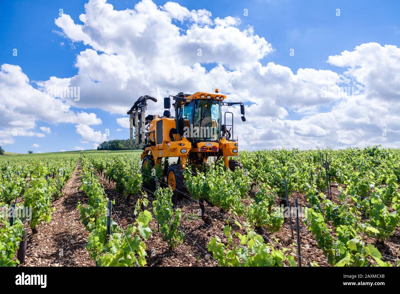 France Chablis 2019-06-21 Orange tractor spraying vineyard rows with ...