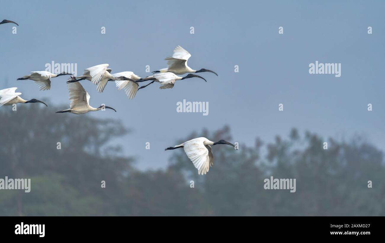 flock of sacred blackheaded ibis threskiornis melanocephalus in flight ...