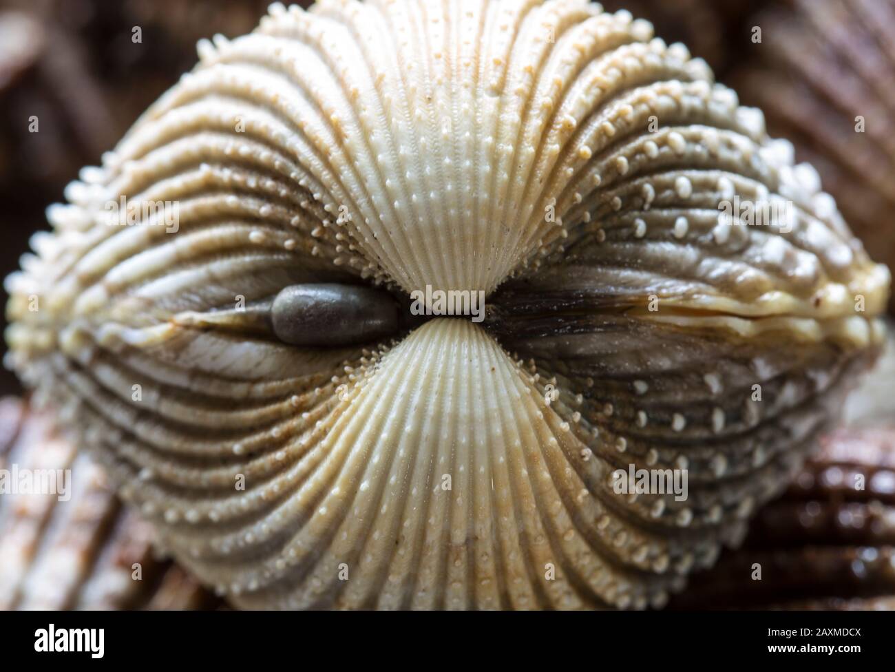 Raw, uncooked cockles that have been gathered by a forager at low tide ...