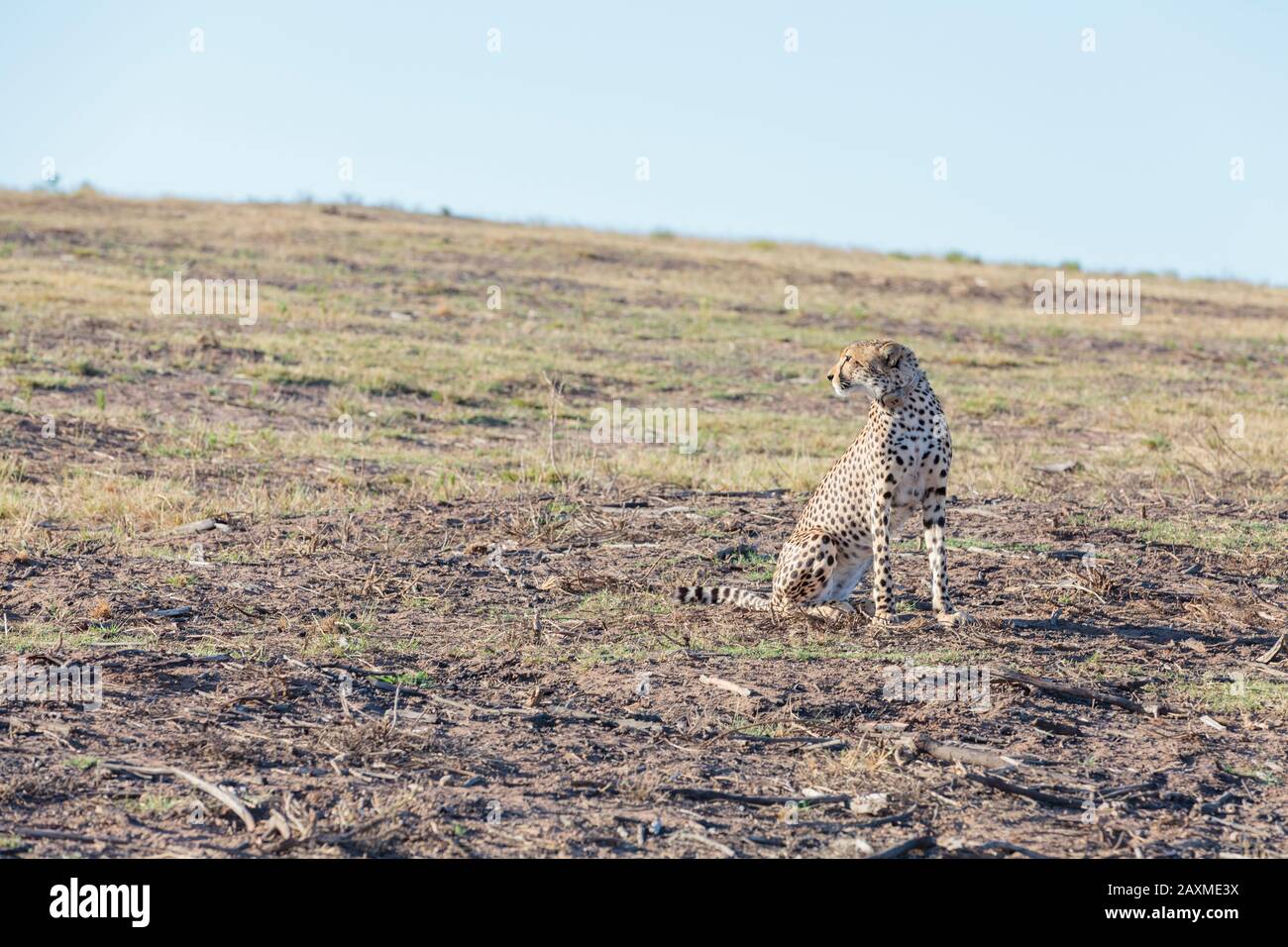 South East African Cheetah High Resolution Stock Photography and Images ...