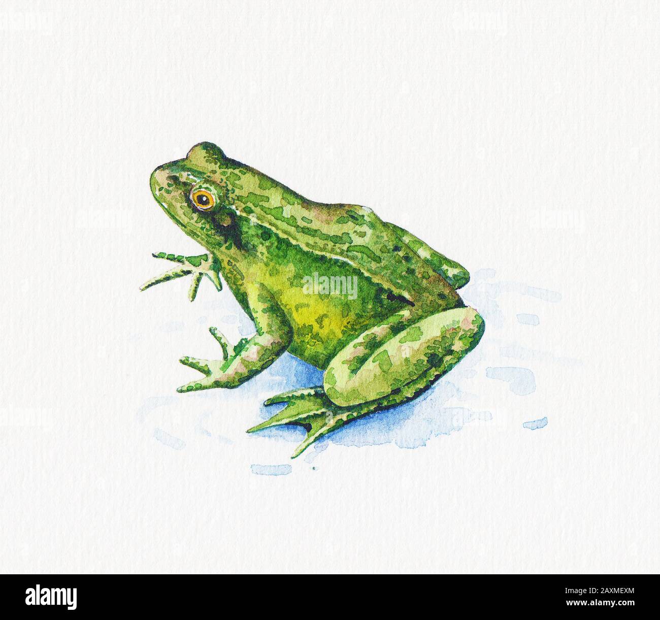 Common frogs colours hi-res stock photography and images - Alamy