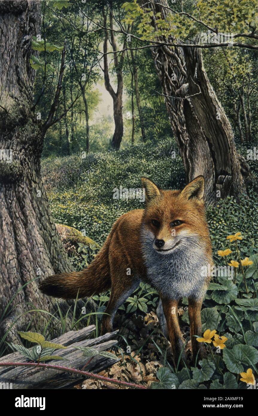 Alert red fox in woodland Stock Photo - Alamy