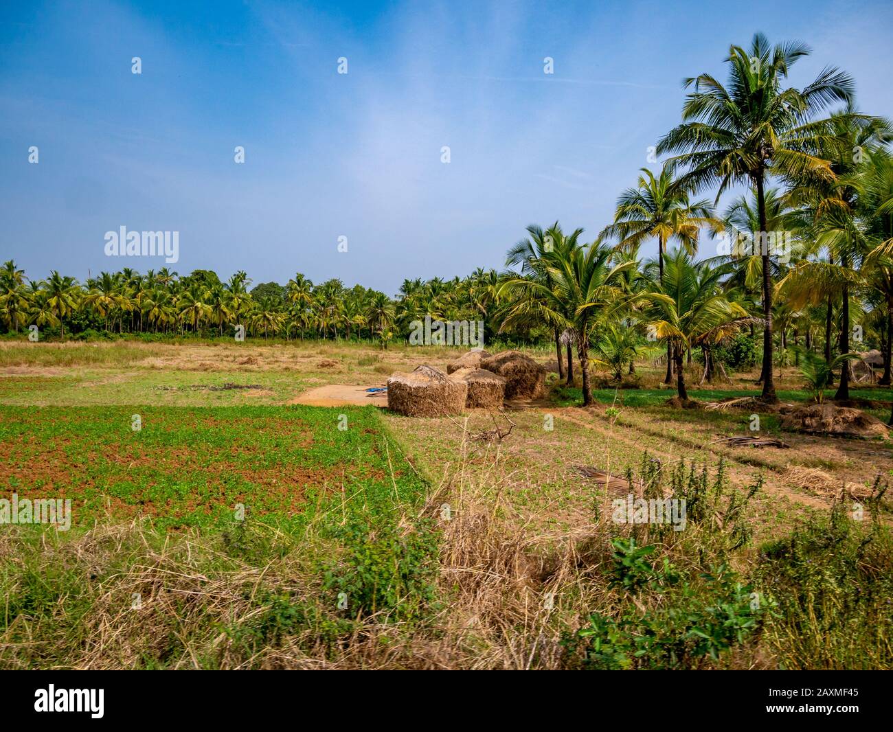 A rural Indian beautiful village with rice field in Maharashtra Stock ...