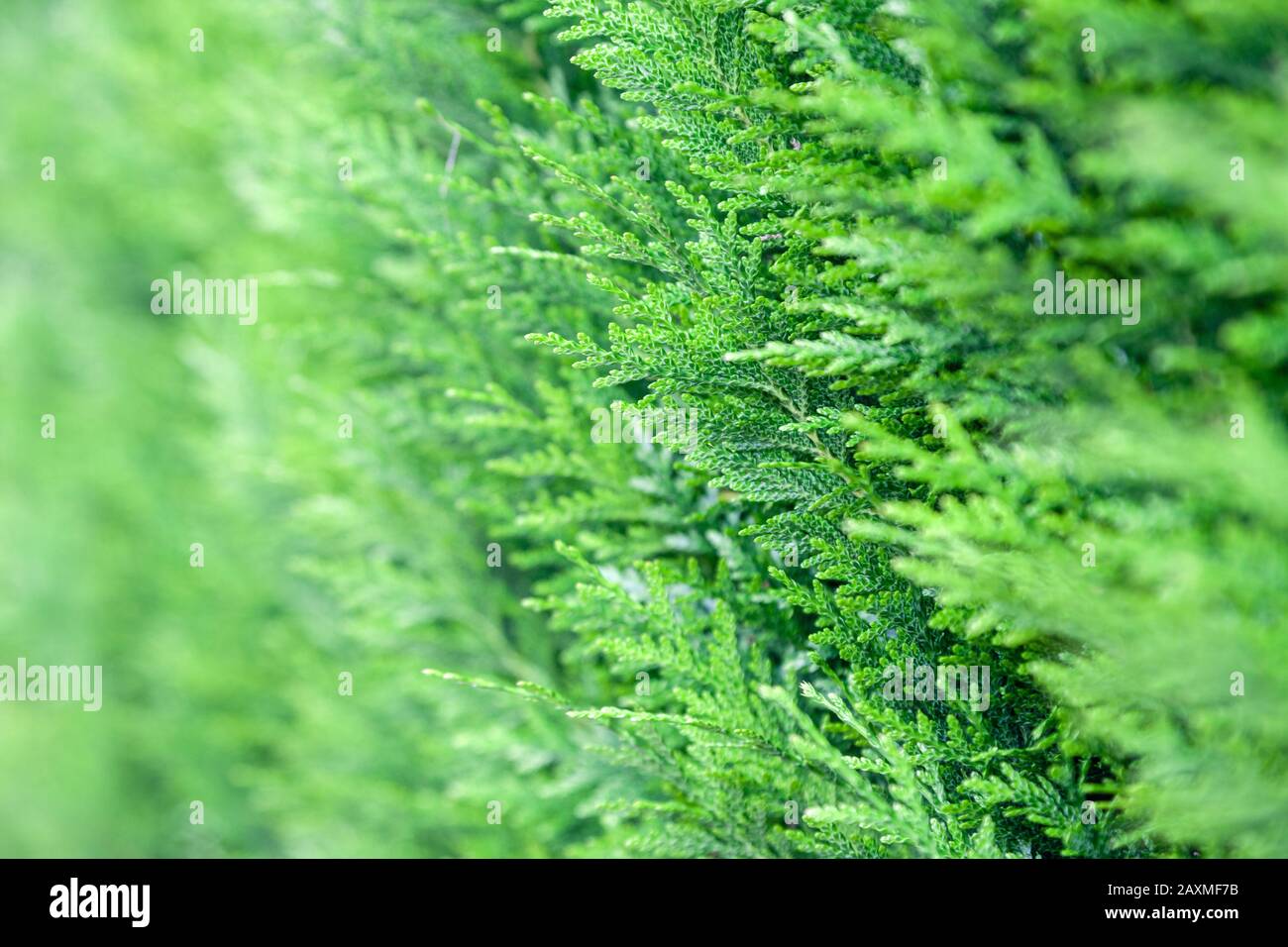 Closeup fresh green christmas leaves, branches of thuja trees on green ...