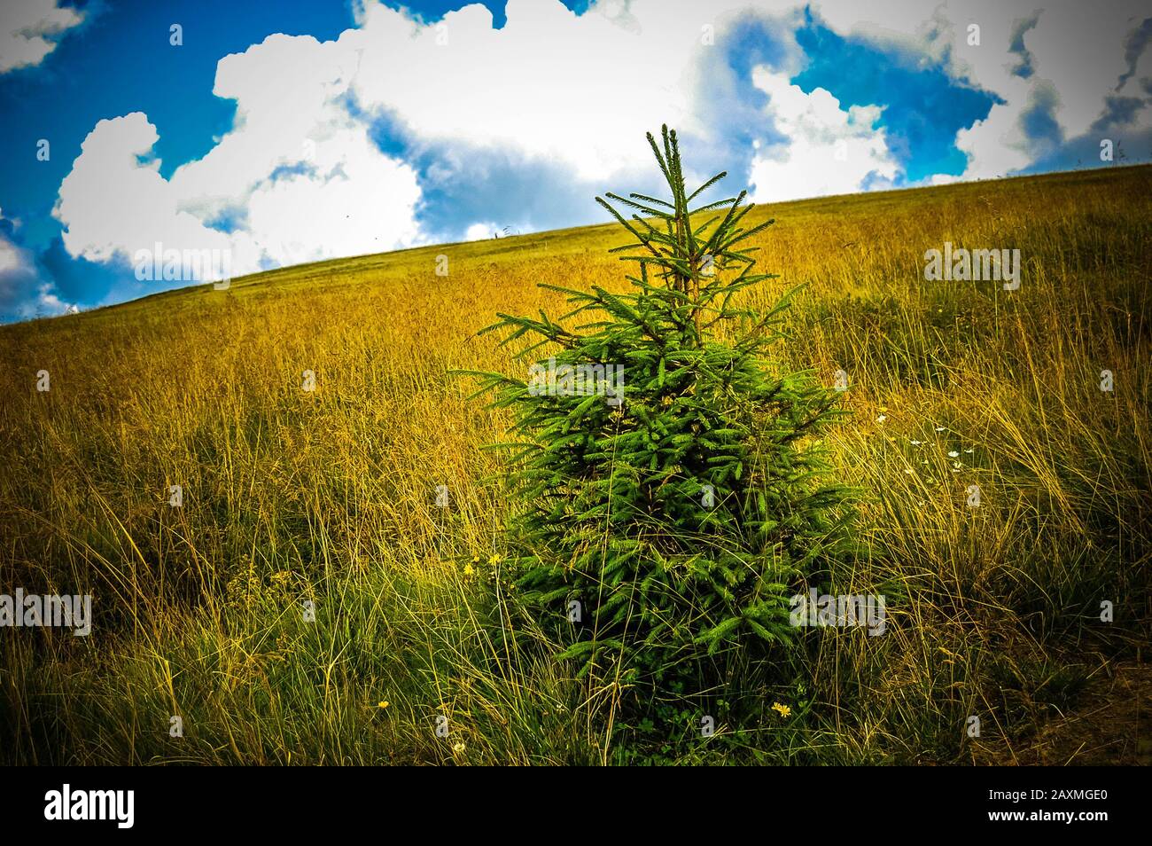Fir filter hi-res stock photography and images - Alamy