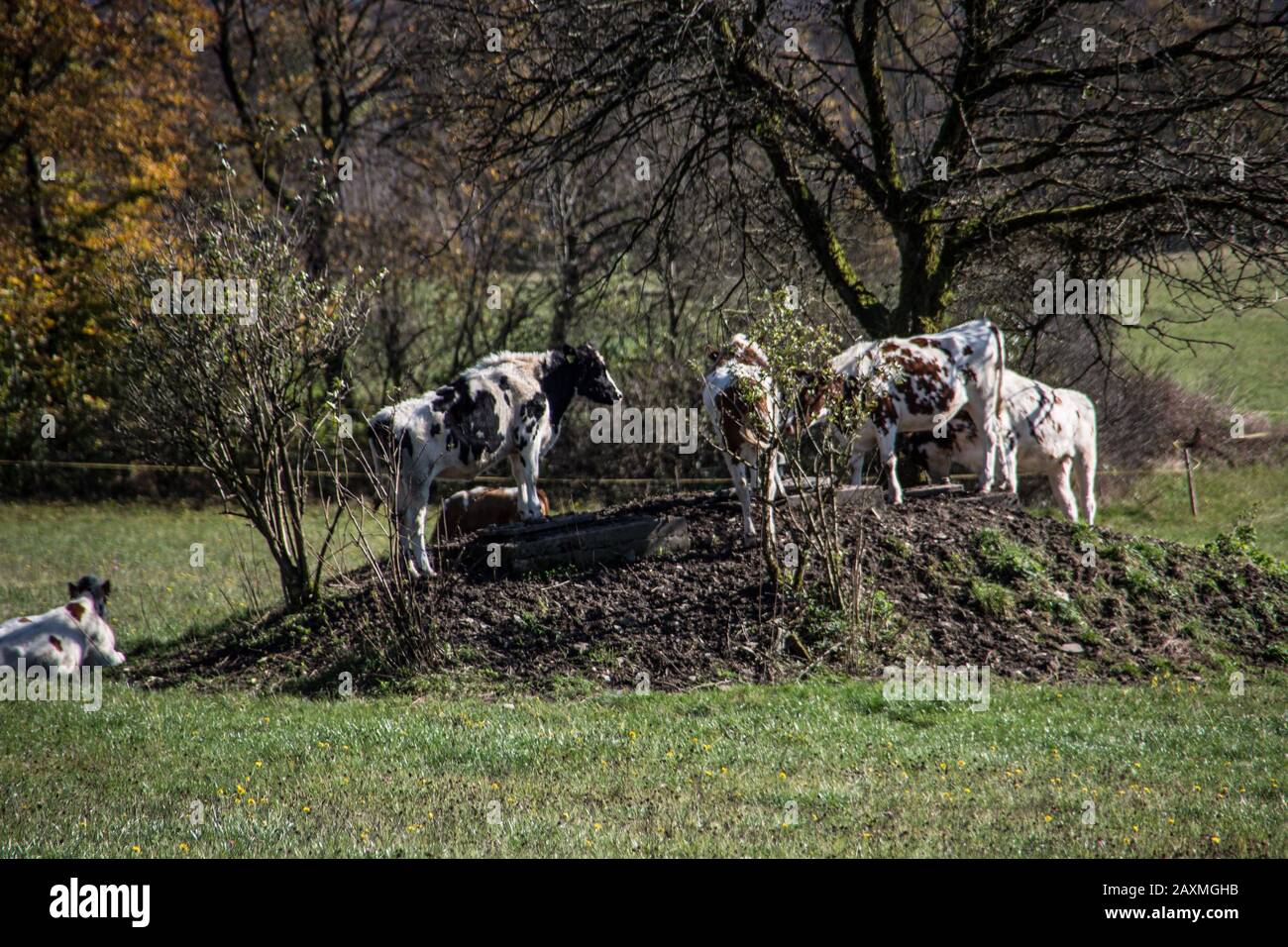Cows seek shade under tree Stock Photo - Alamy