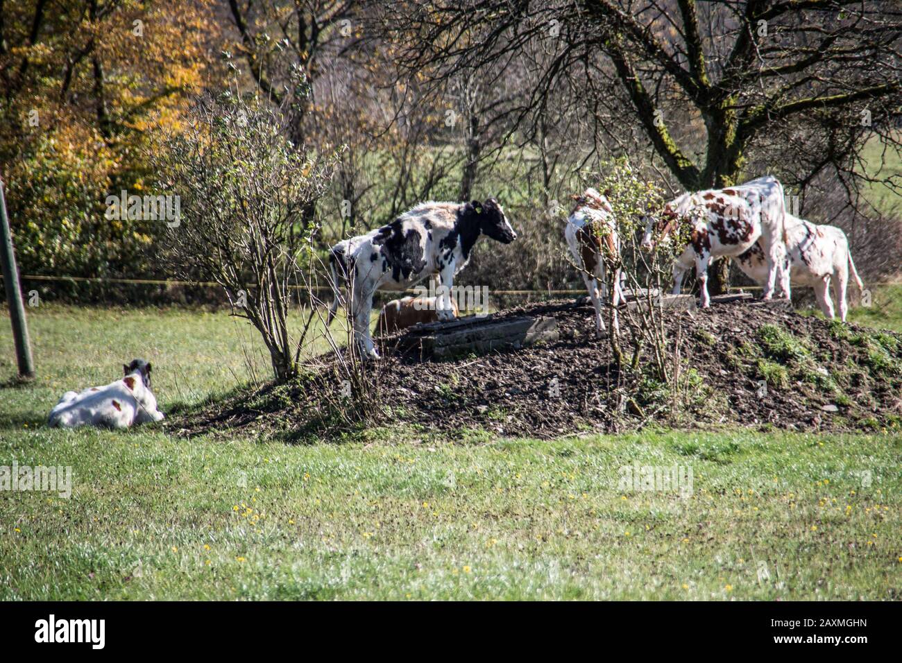 Cows seek shade under tree Stock Photo - Alamy
