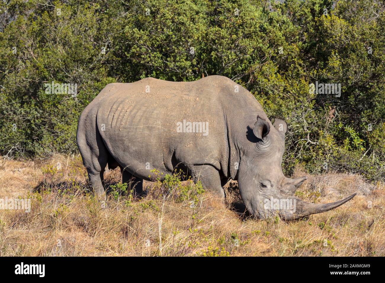 Southern White Rhinoceros Stock Photo - Alamy