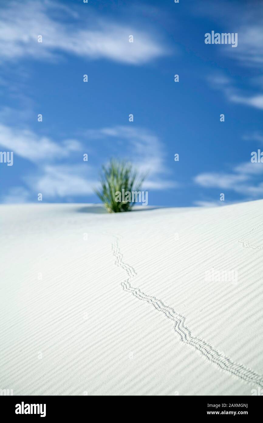 Insect tracks hi-res stock photography and images - Alamy