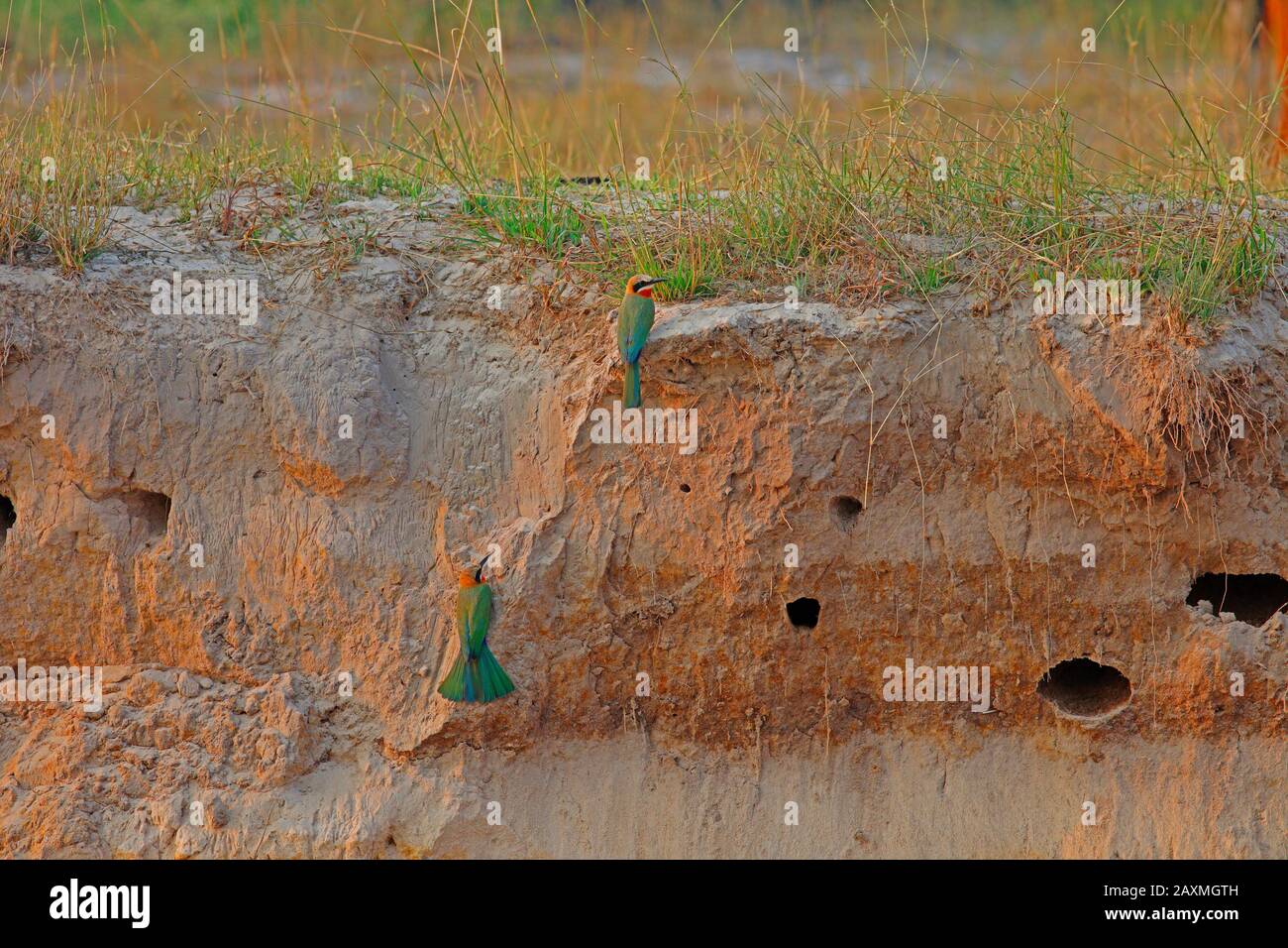 two colourful African bee-eaters in their breeding burrows at the the ...