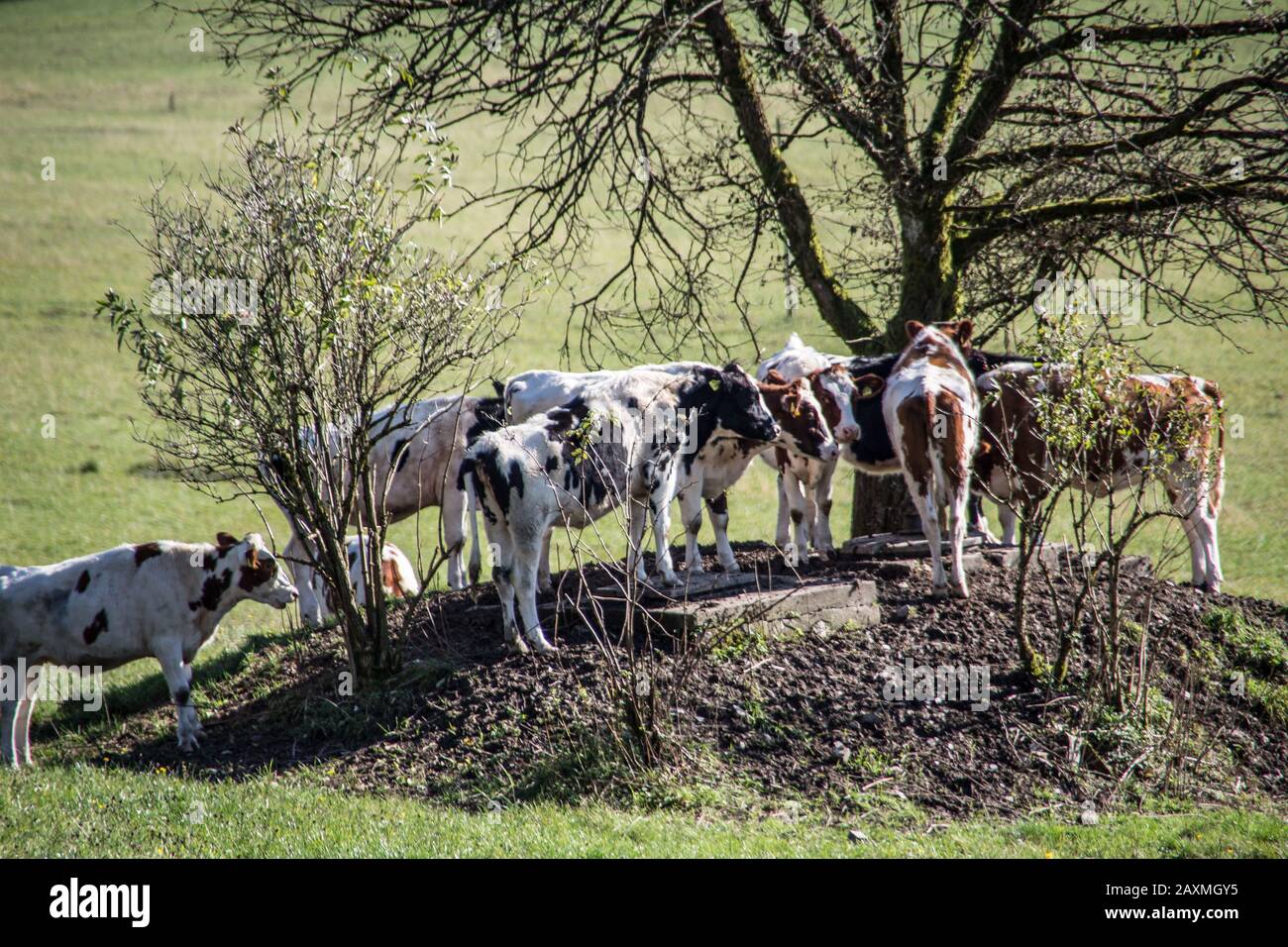 Cows under tree shade hi-res stock photography and images - Alamy