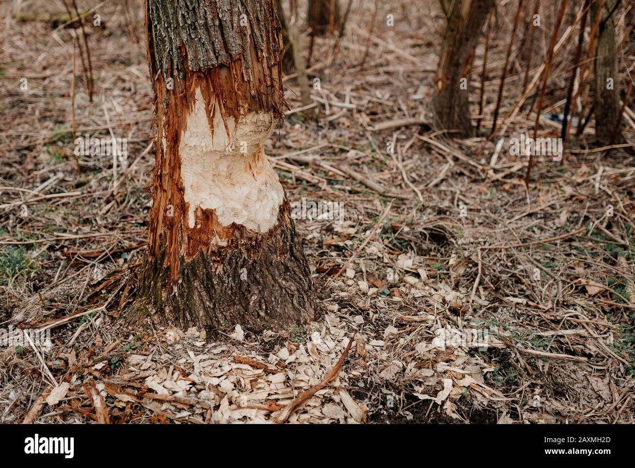 A tree bitten by beavers Stock Photo - Alamy