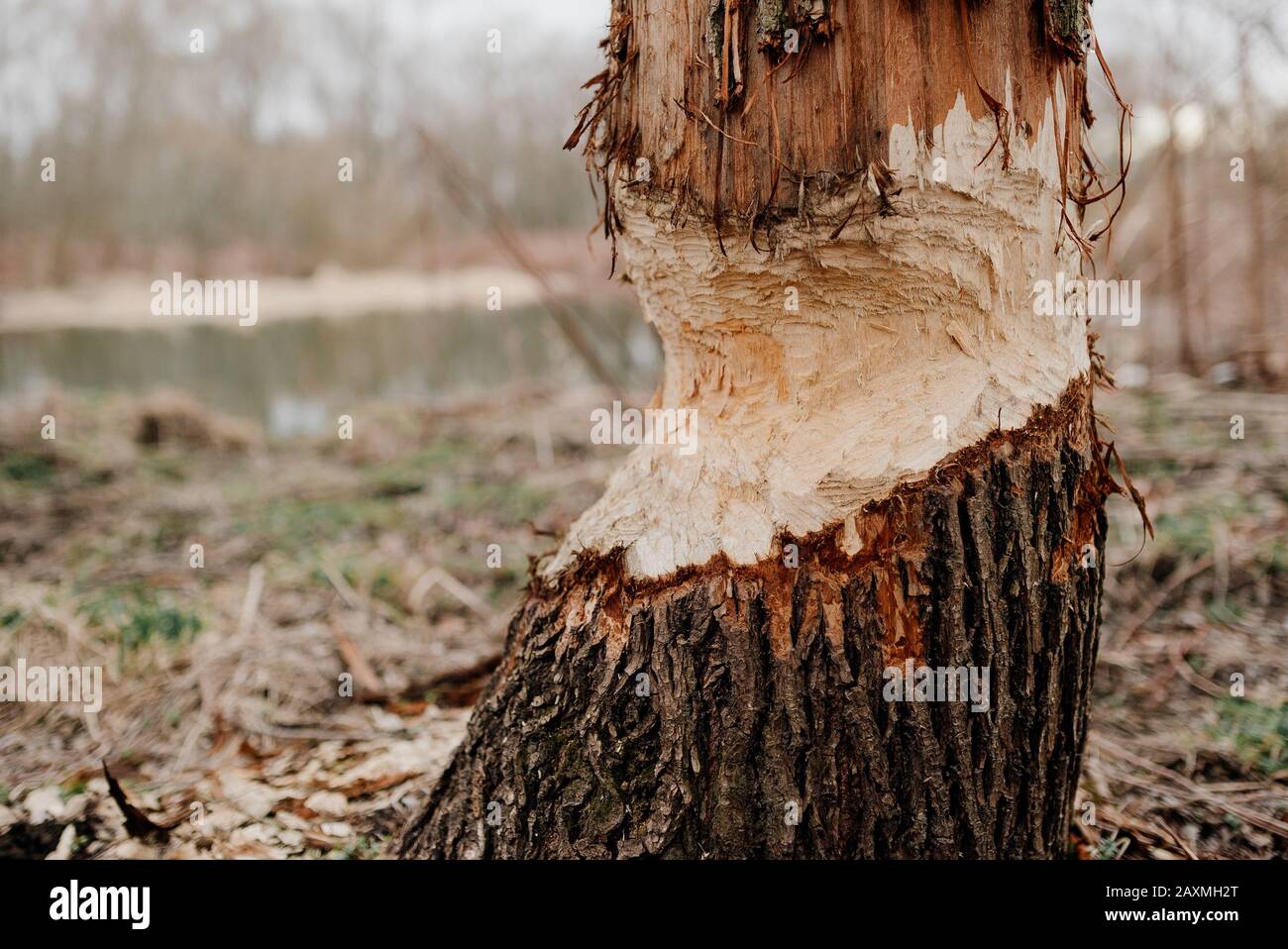 A tree bitten by beavers Stock Photo - Alamy