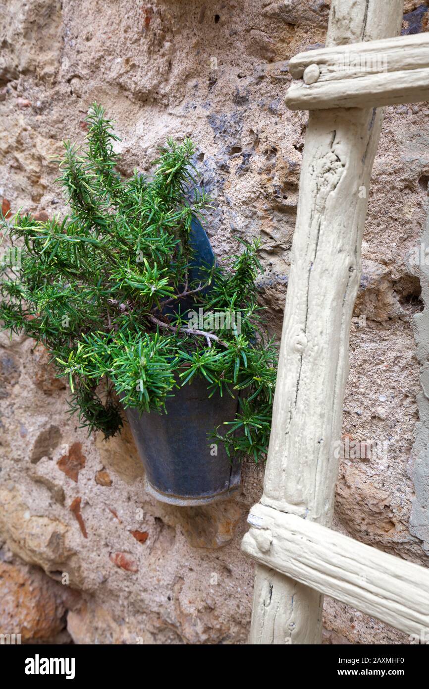 Rosemary plant in metal bucket next to white ladder Stock Photo - Alamy