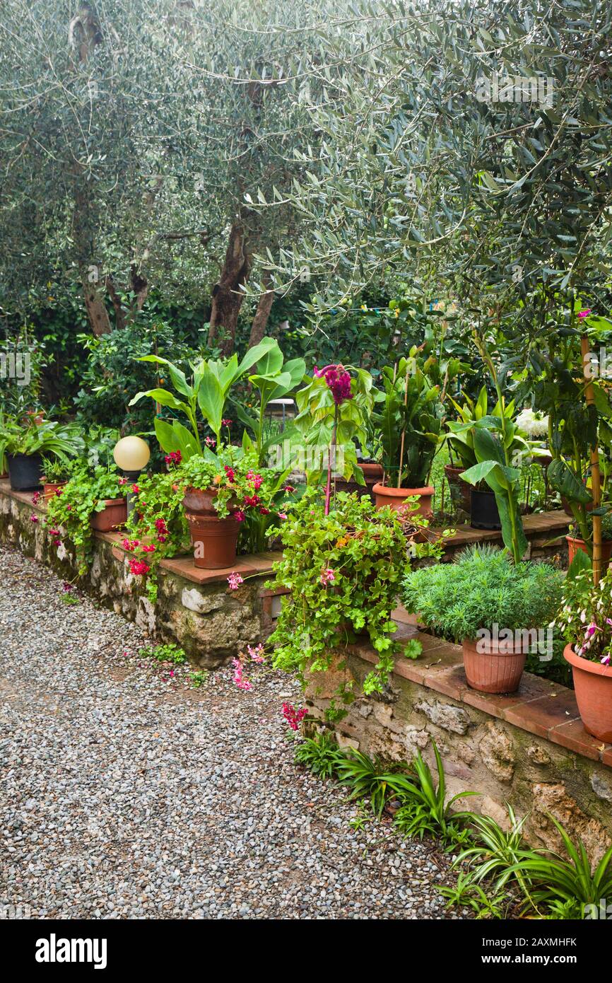 Garden with Mediterranean plants under olive trees Stock Photo - Alamy