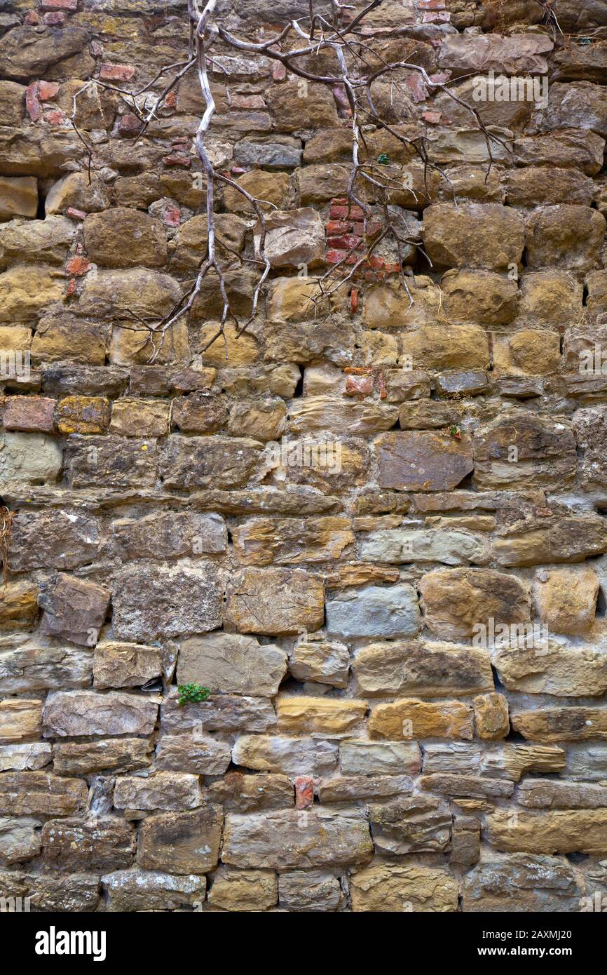 Dry twigs hanging on rubble wall Tuscany Stock Photo - Alamy