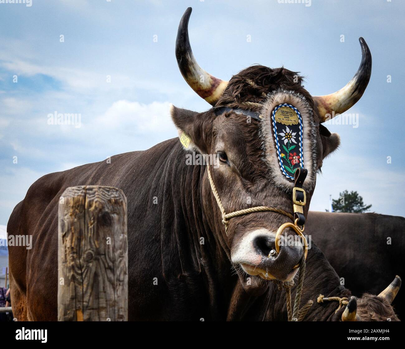 Tethered bull, bull market, Switzerland Stock Photo - Alamy