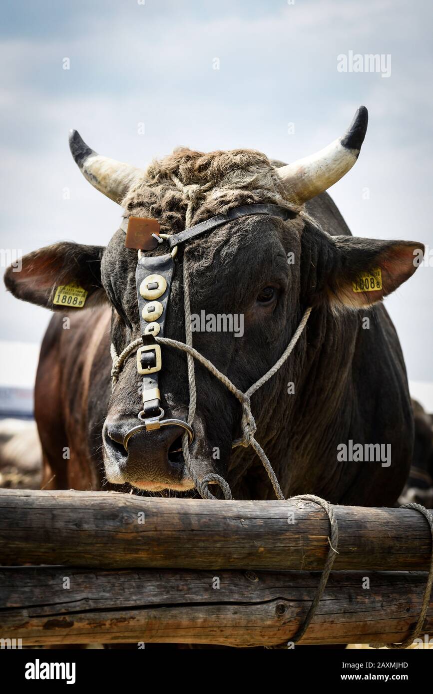 Tethered bull, bull market Stock Photo - Alamy