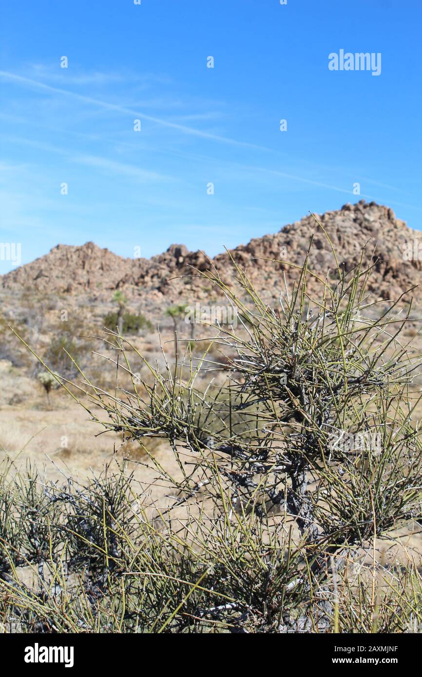Ephedra plant hi-res stock photography and images - Alamy