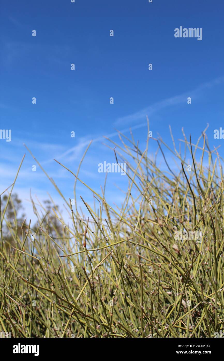 Ephedra plant hi-res stock photography and images - Alamy