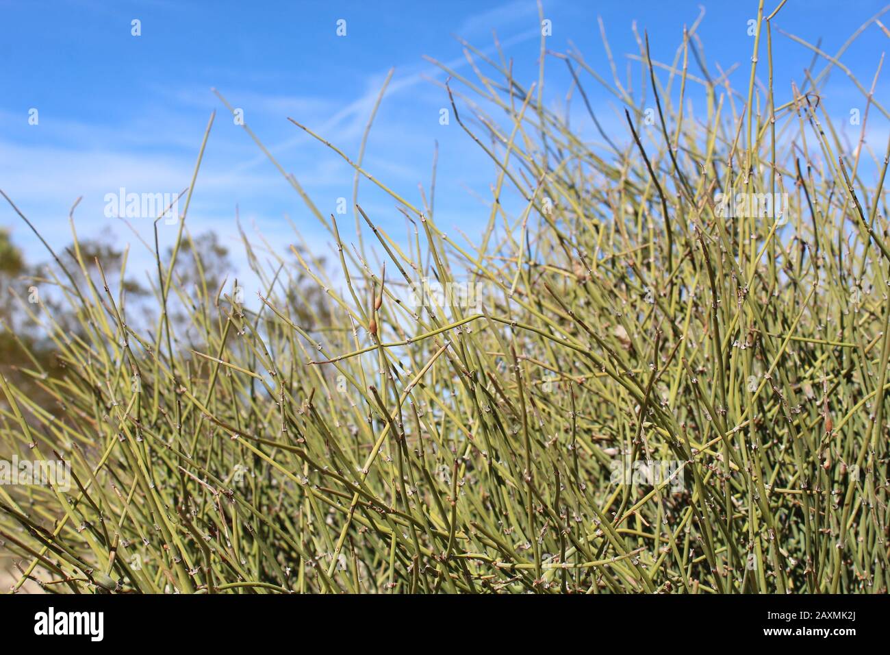 Ephedra plant hi-res stock photography and images - Alamy
