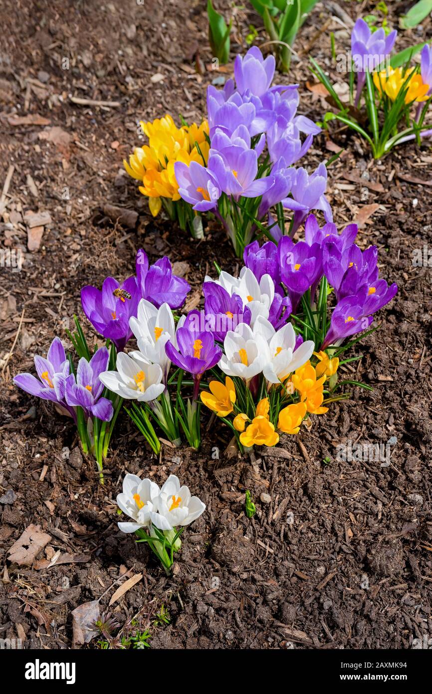Mixed hybrid crocus flowering in the early spring garden Stock Photo ...