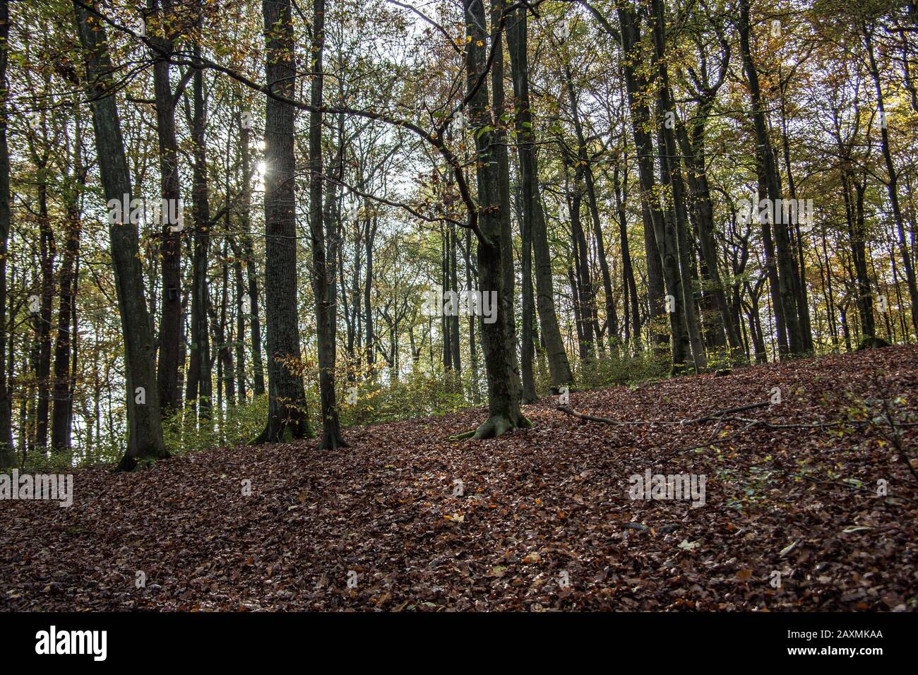 Forst floor hi-res stock photography and images - Alamy