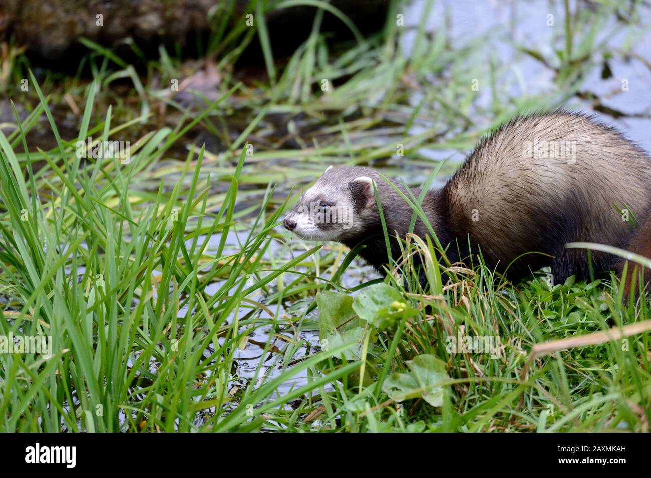 Polecats forest hi-res stock photography and images - Alamy