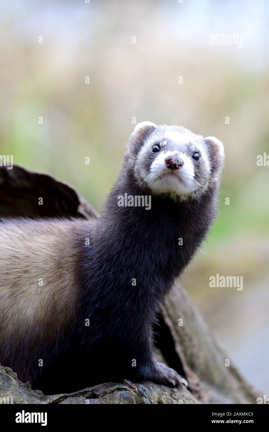 Polecat pelt hi-res stock photography and images - Alamy