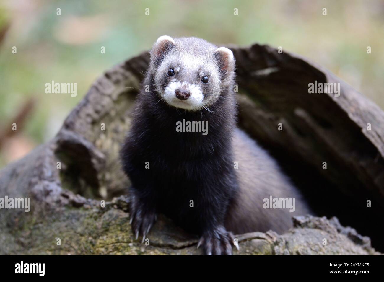 Polecats forest hi-res stock photography and images - Alamy