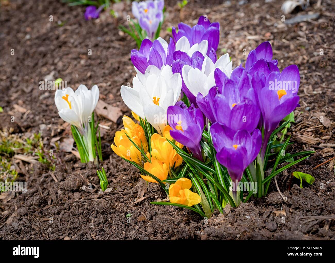 Mixed hybrid crocus flowering in the early spring garden Stock Photo ...